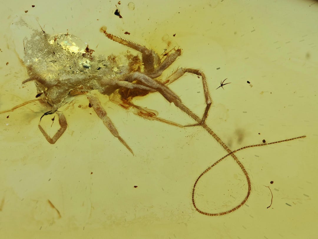 Excessively Rare Chimerarachne Yingi, Fossil Insect Inclusion in ...