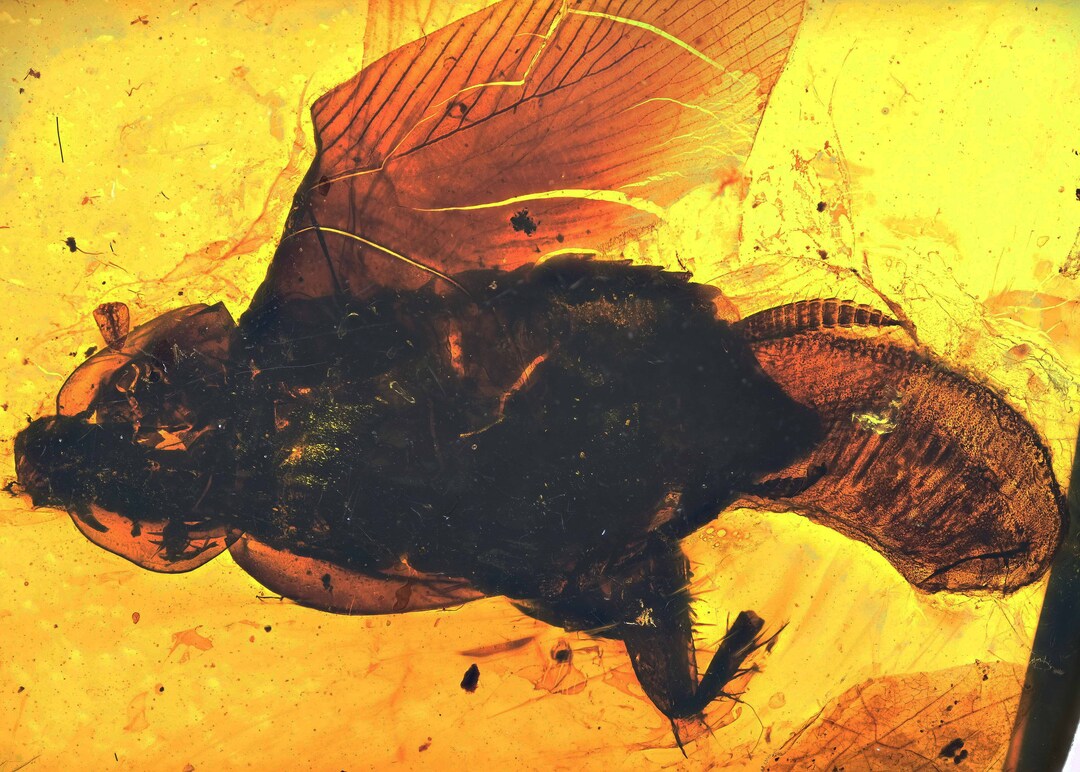 SUPER RARE Cockroach Laying Egg Sac, Fossil Inclusion in Burmese Amber ...