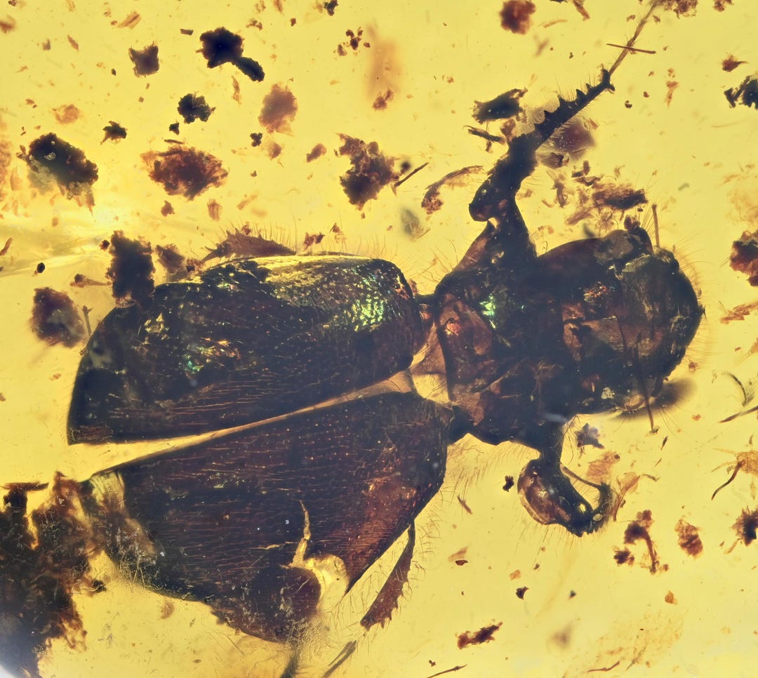 Coleoptera (beetle) With Powerful Leg, Fossil Insect Inclusions in ...