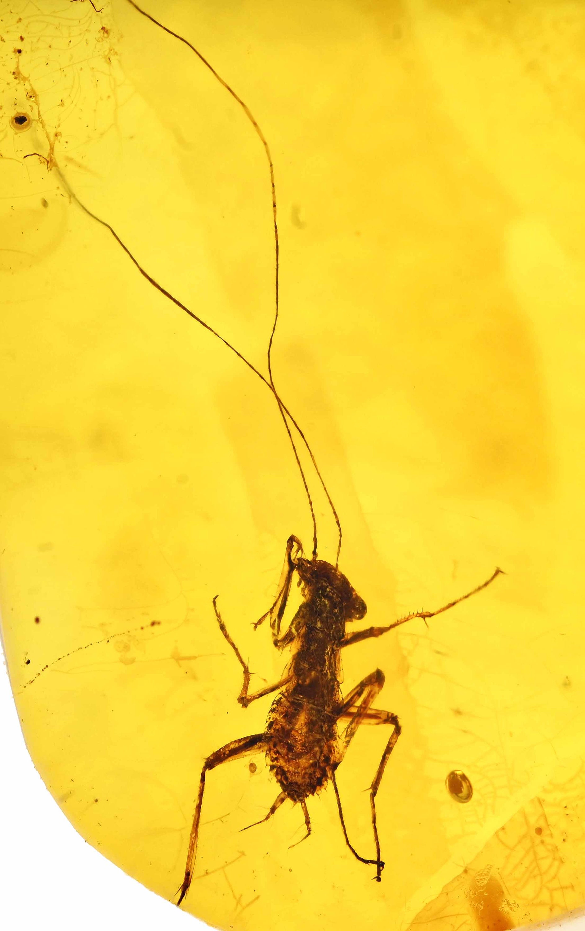 Rare Juvenile Mantodea praying Mantis Fossil Inclusion in - Etsy