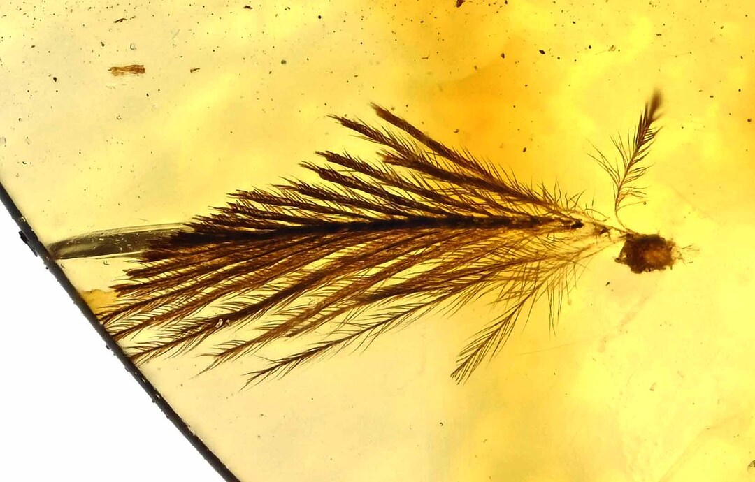 Rare Aves Bird Feather, Fossil Inclusion in Burmese Amber - Etsy