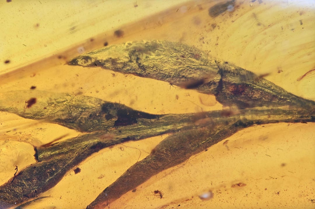 Botanical Compound Leaf, Fossil Insect Inclusions in Burmese Amber - Etsy