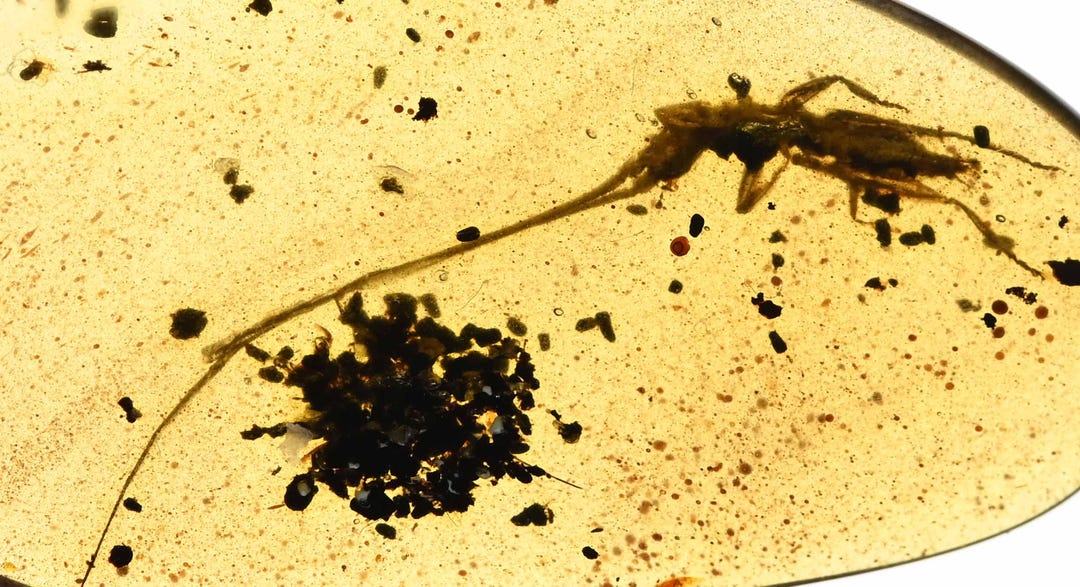 Cricket With Super Long Antennae, Fossil Inclusion in Burmese Amber - Etsy