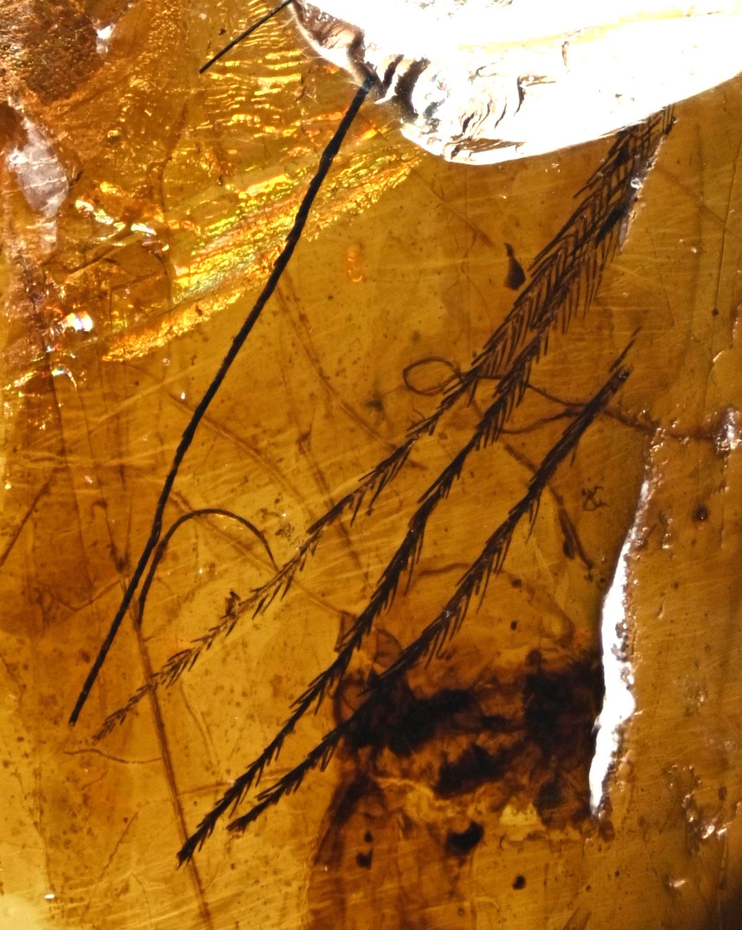 Rare Bird Feathers Aves Fossil Inclusion in Burmese Amber - Etsy