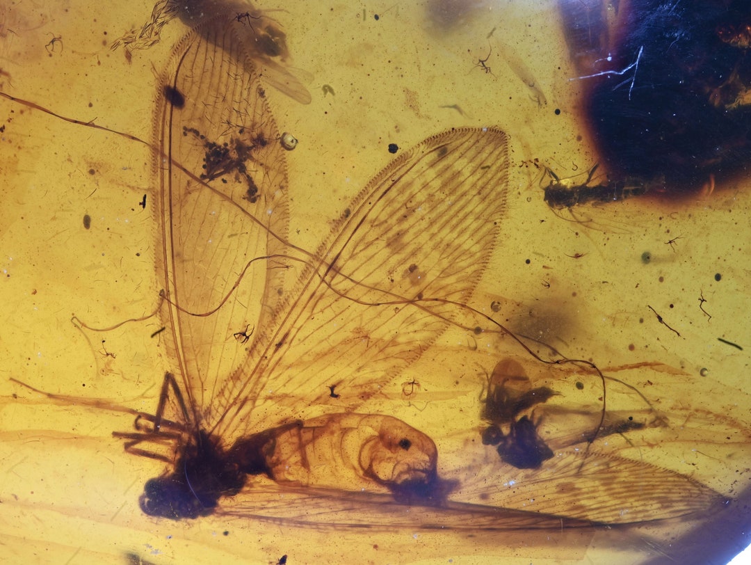 Rare Huge Dilaridae (lacewing), Fossil Inclusion in Burmese Amber - Etsy