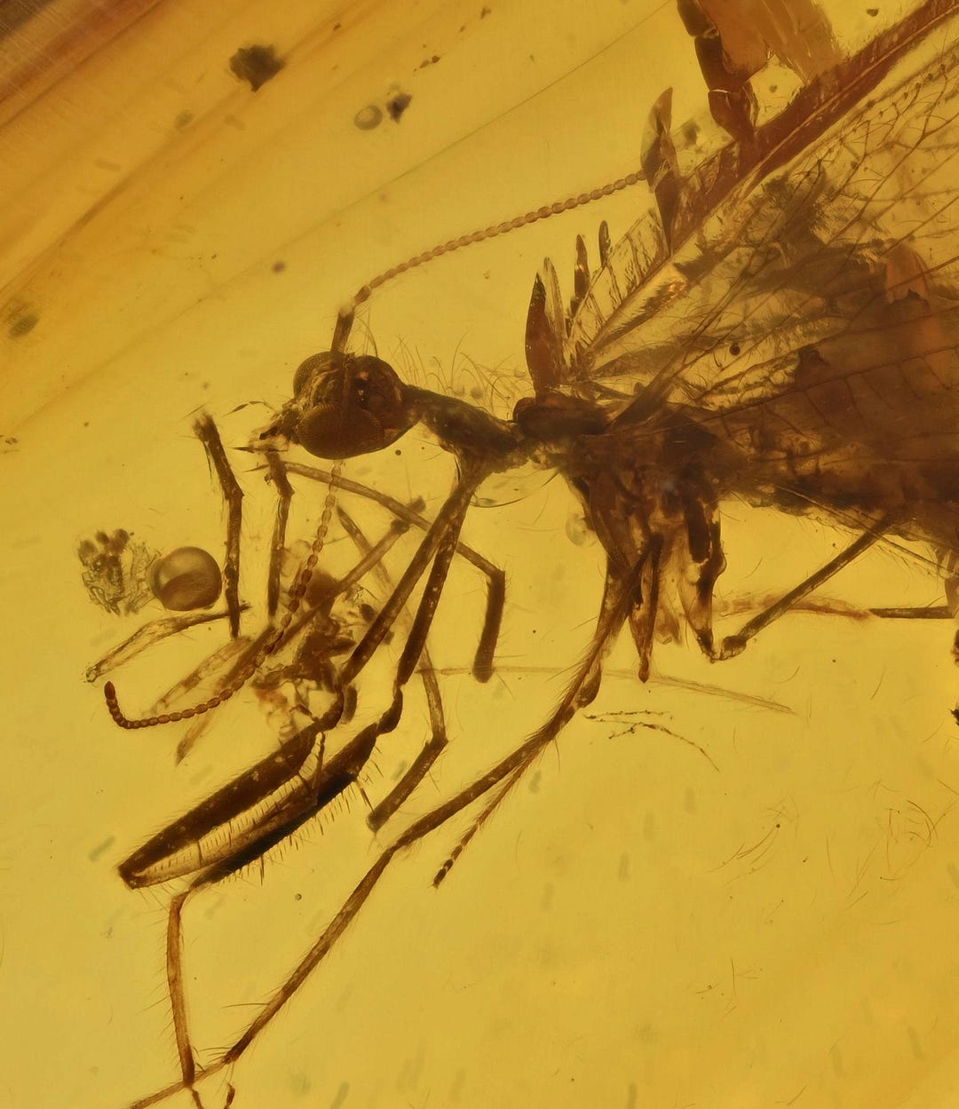 Detailed Mantispidae (mantisfly), Fossil Insect Inclusions in Burmese ...