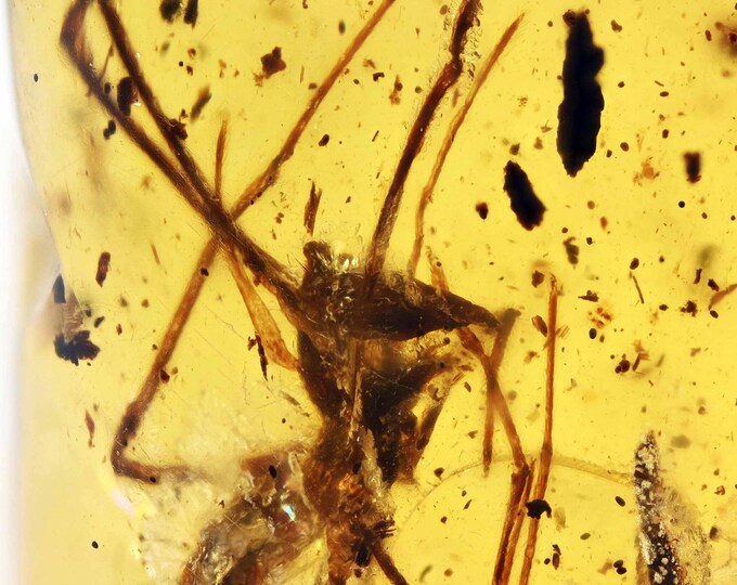 Rare Archaeidae (assassin Spider), Fossil Inclusion in Burmese Amber - Etsy