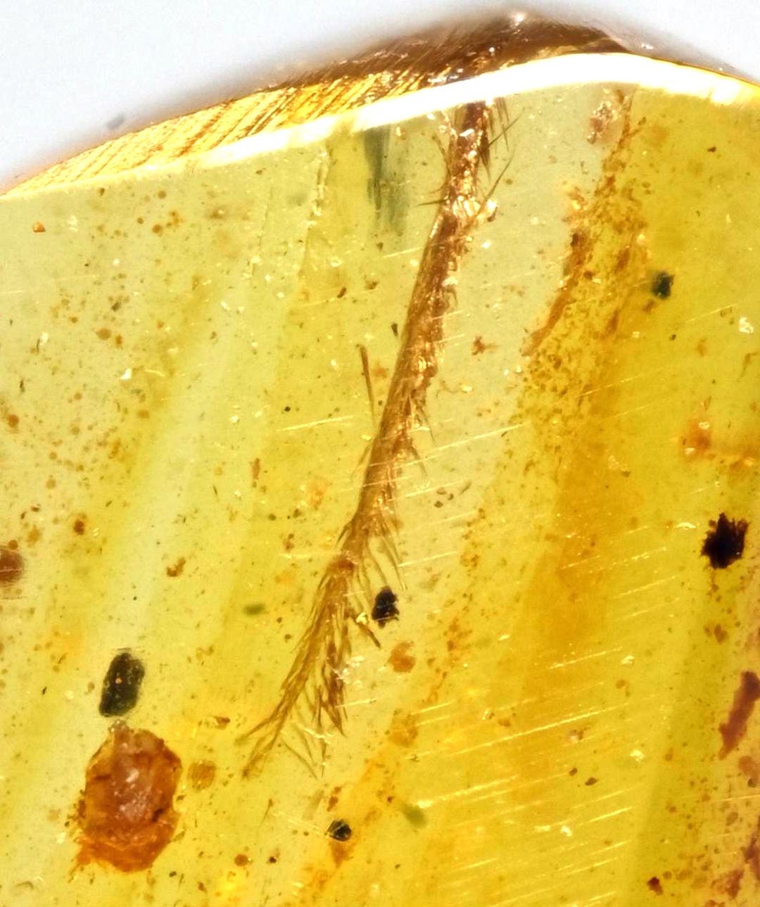 Rare Bird Feathers, Aves, Fossil Inclusion in Burmese Amber - Etsy