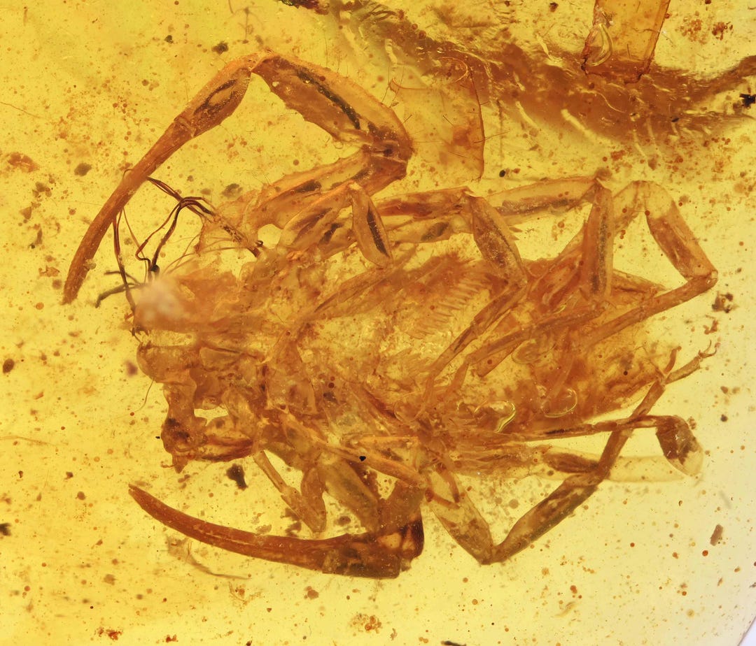 Rare Partial Scorpion, Fossil Inclusion in Burmese Amber - Etsy