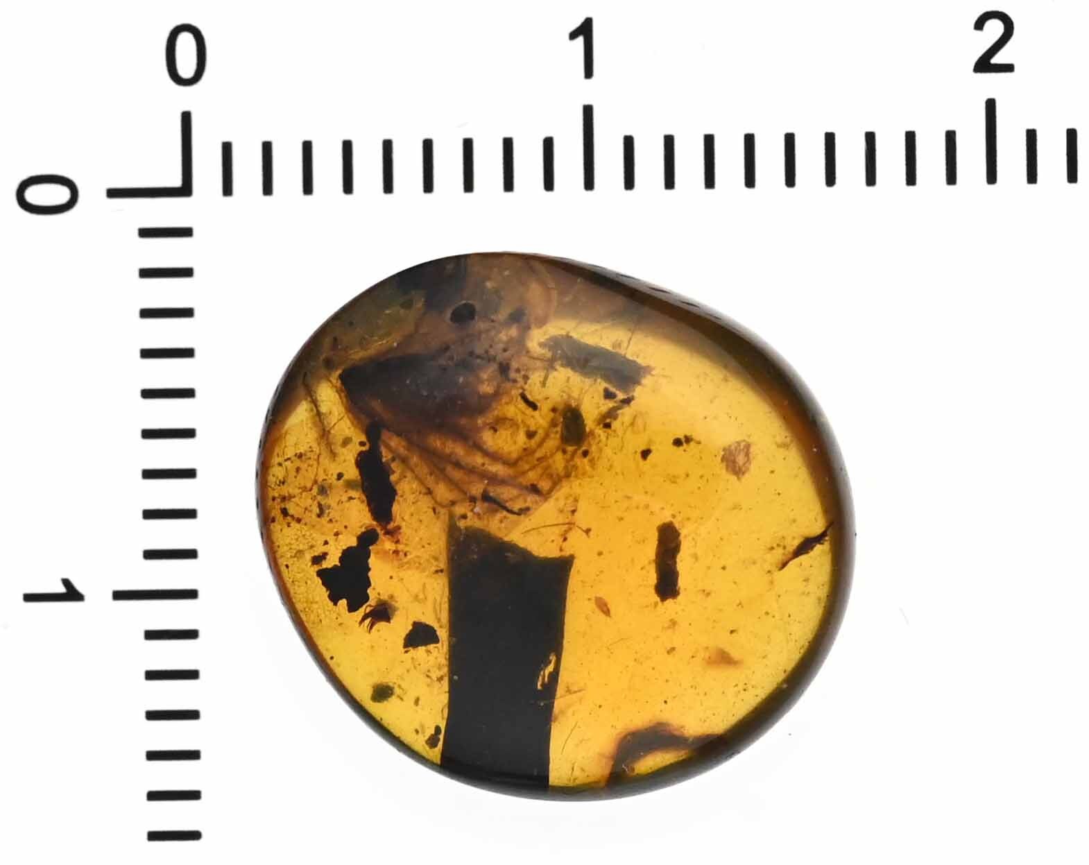 Rare Botanical Flower Fossil Inclusion in Burmese Amber - Etsy