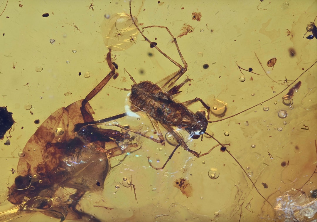 Rare Juvenile Mantodea praying Mantis Fossil Insect Inclusion in ...