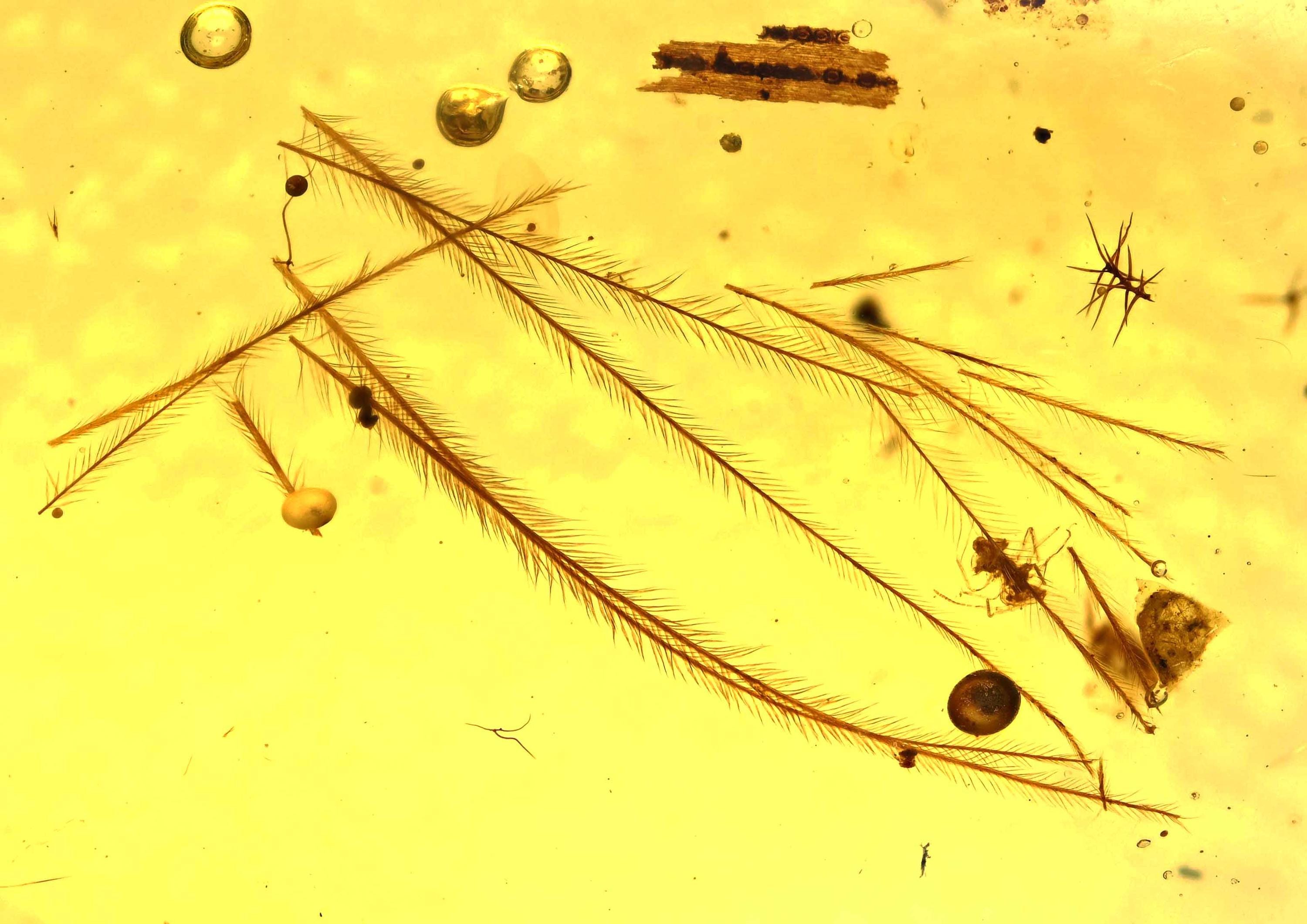 Rare Aves Bird Feather With Mite, Fossil Inclusion in Burmese Amber - Etsy