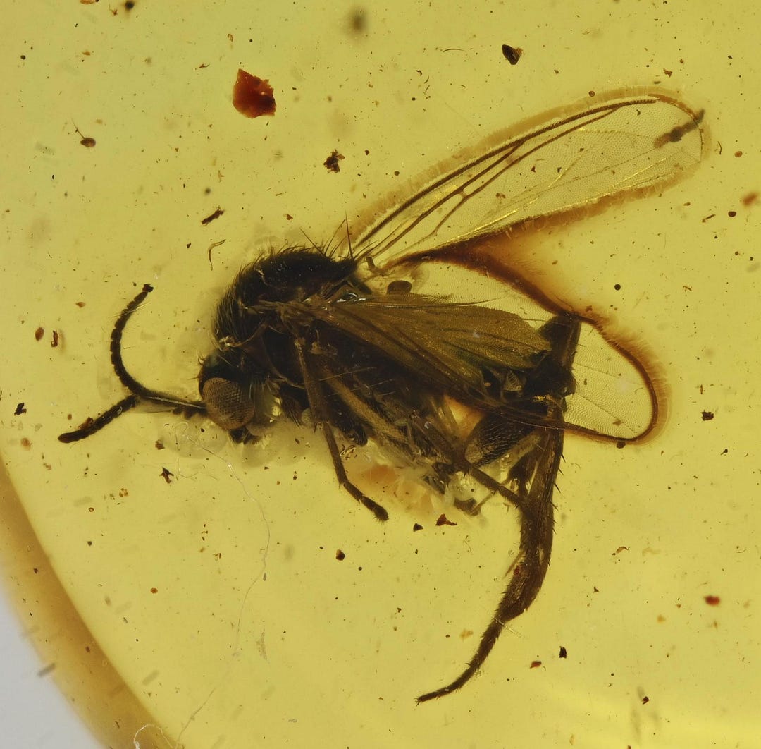 Detailed Phoridae (scuttle Fly), Fossil Insect Inclusion in Baltic ...