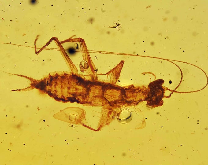 Rare Mantodea (praying Mantis), Fossil Inclusion in Burmese Amber - Etsy