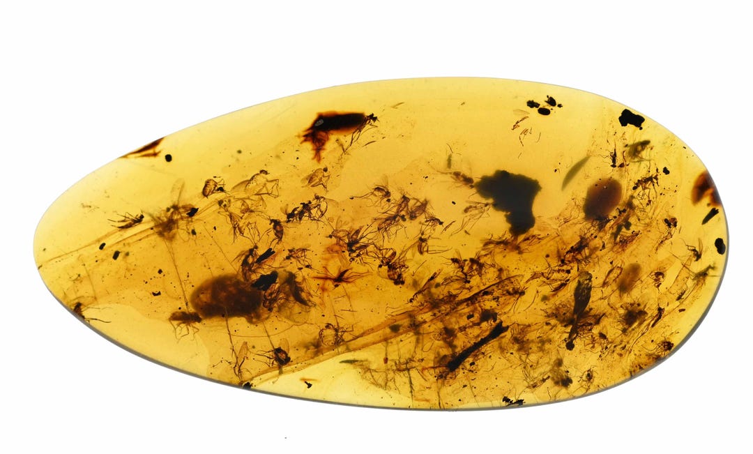 ENORMOUS Swarm of Diptera, Fossil Inclusion in Burmese Amber - Etsy