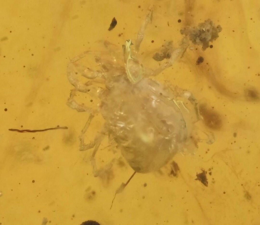 Detailed Acari (mite), Fossil Insect Inclusion in Burmese Amber - Etsy