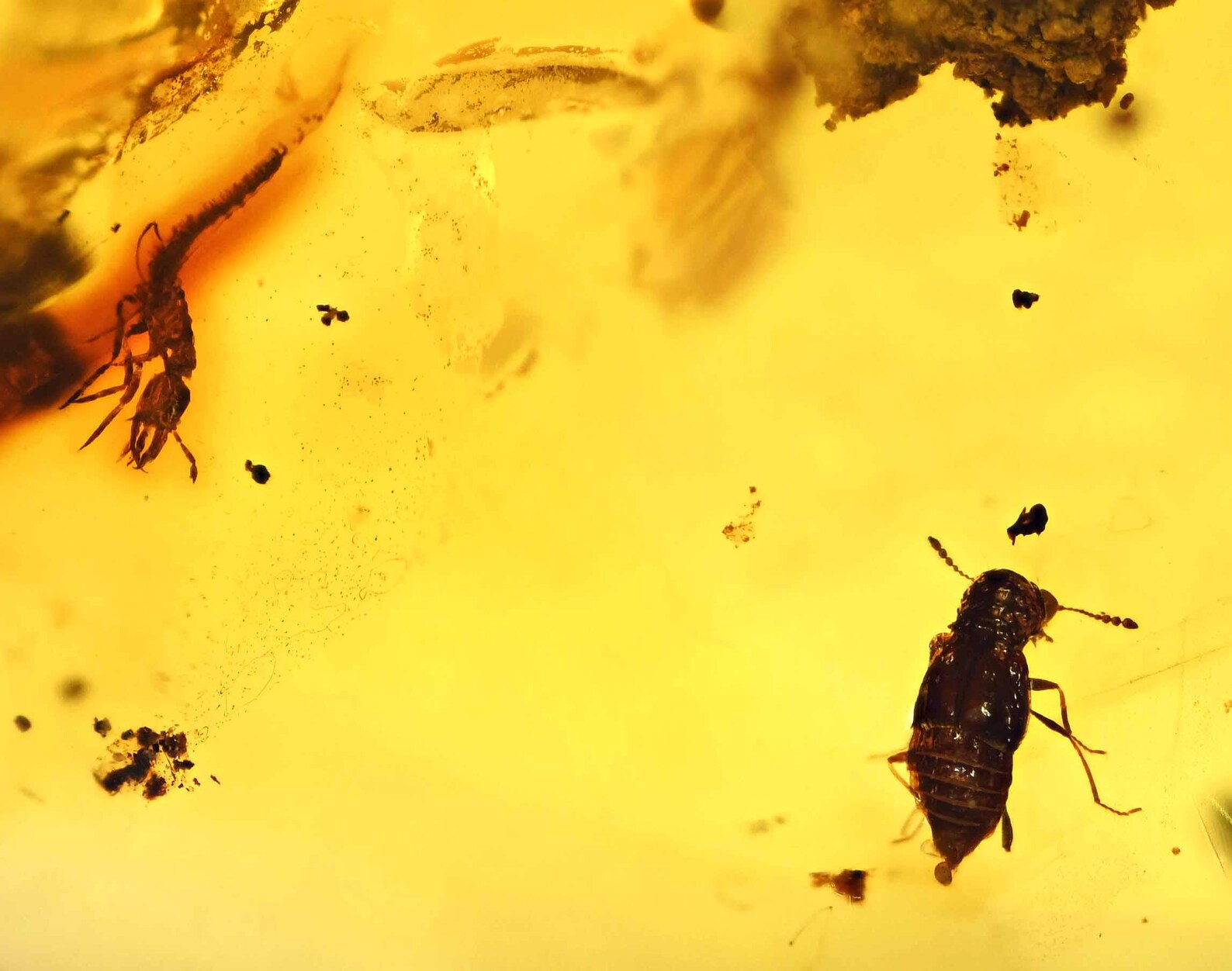 Rare Raphidioptera Larva (snakefly), Fossil Inclusion in Burmese Amber ...