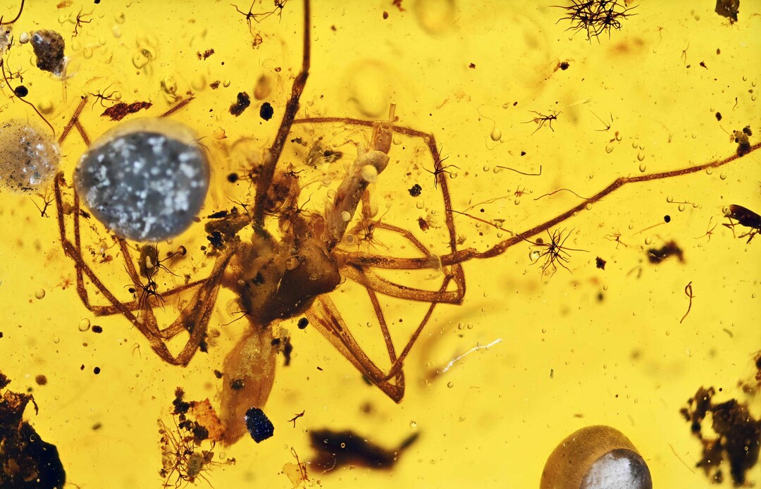 Detailed Araneae: Araneida (spider), Fossil Inclusion in Burmese Amber ...