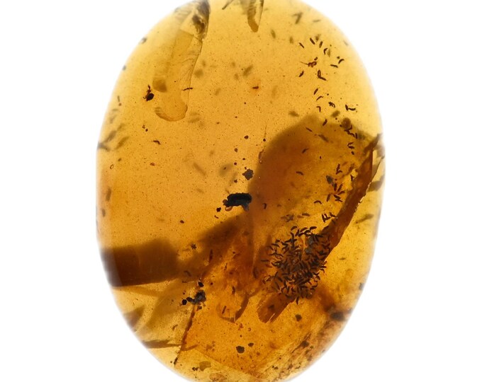 Large Swarm of Collembola (springtail), Fossil Insect Inclusion in ...