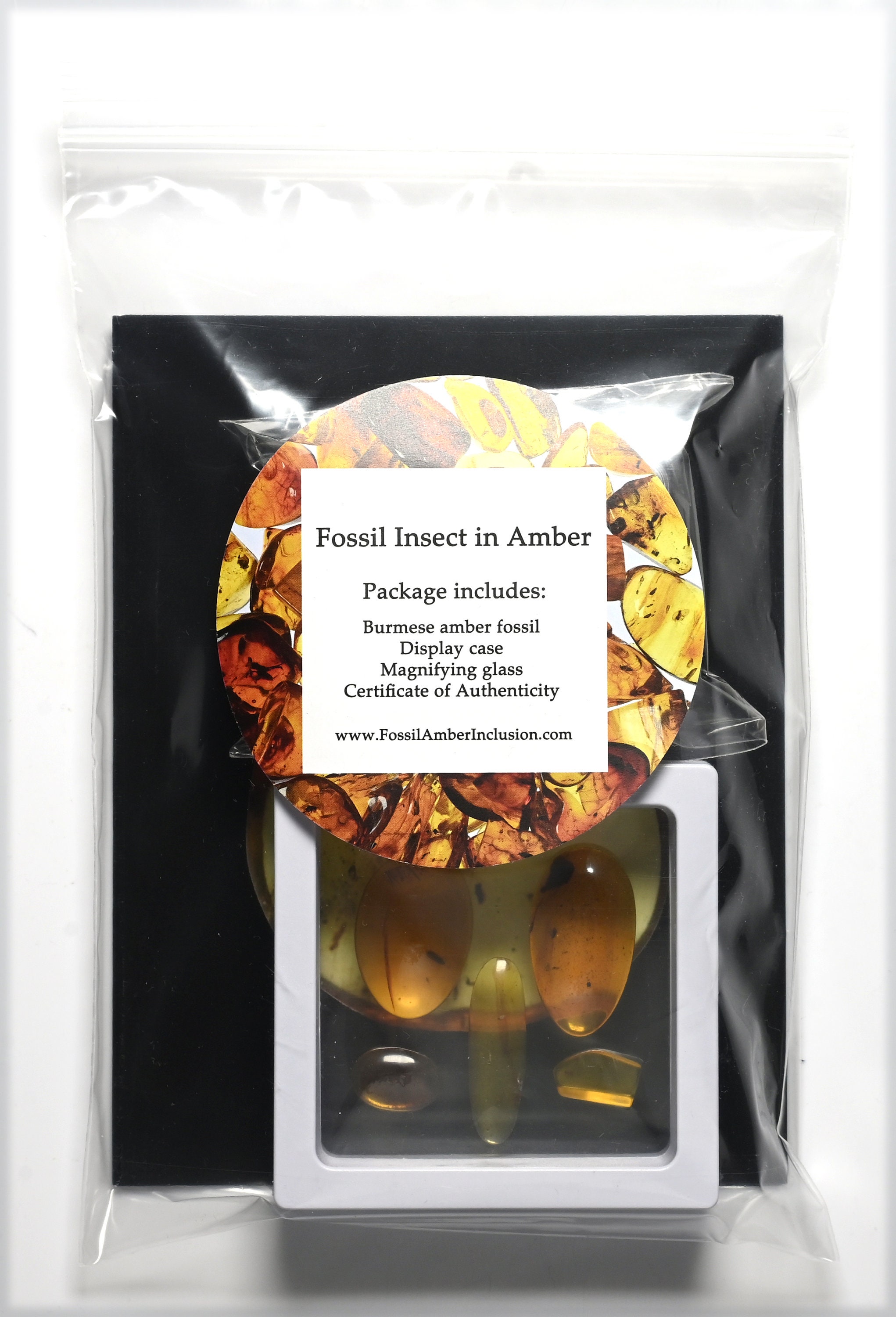 GENUINE Fossil Insect Inclusion in Burmese Amber Kit Includes Magnifier ...