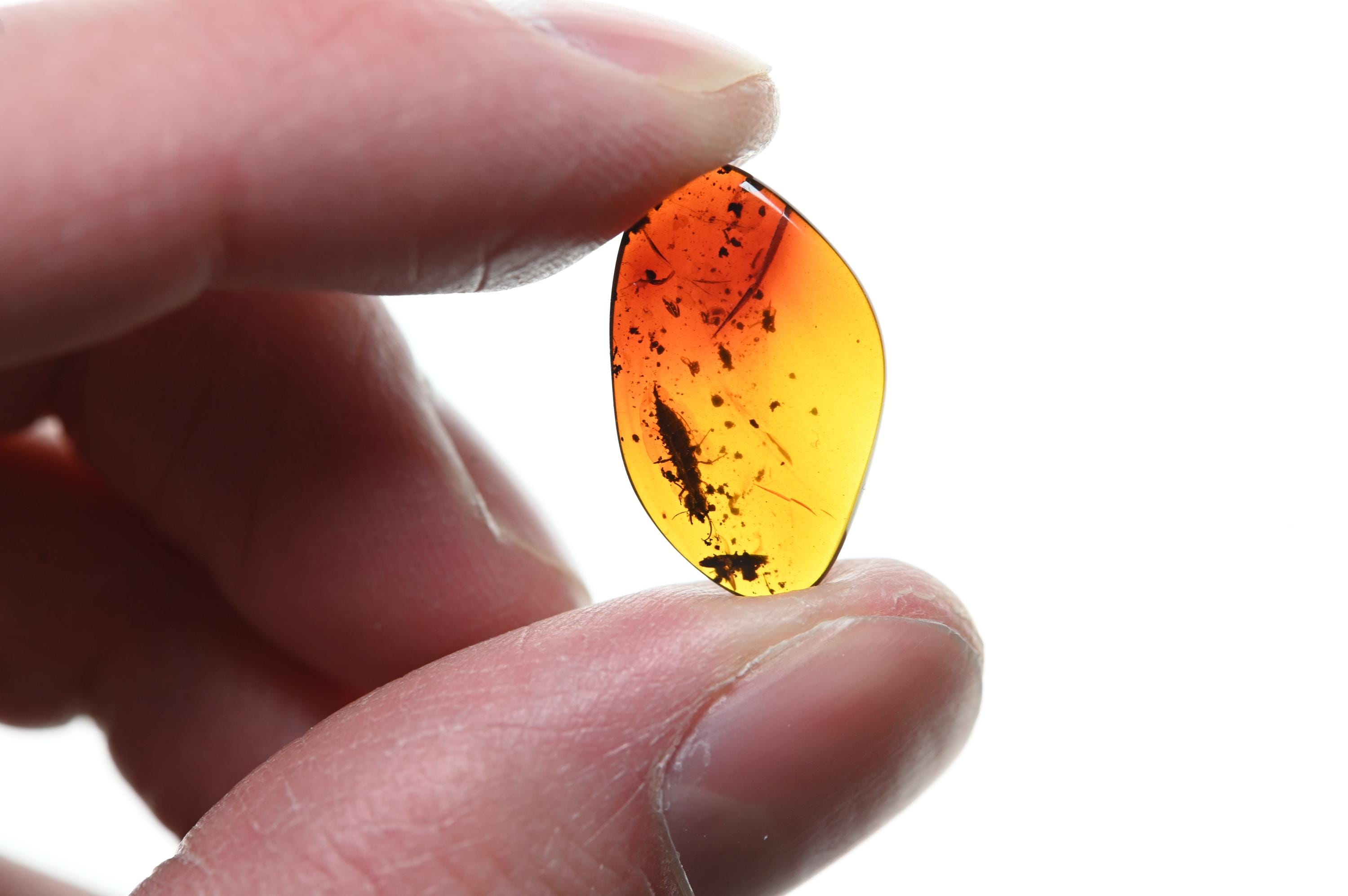 Rare Neuroptera (lacewing) Larva, Fossil Inclusion in Burmese Amber - Etsy
