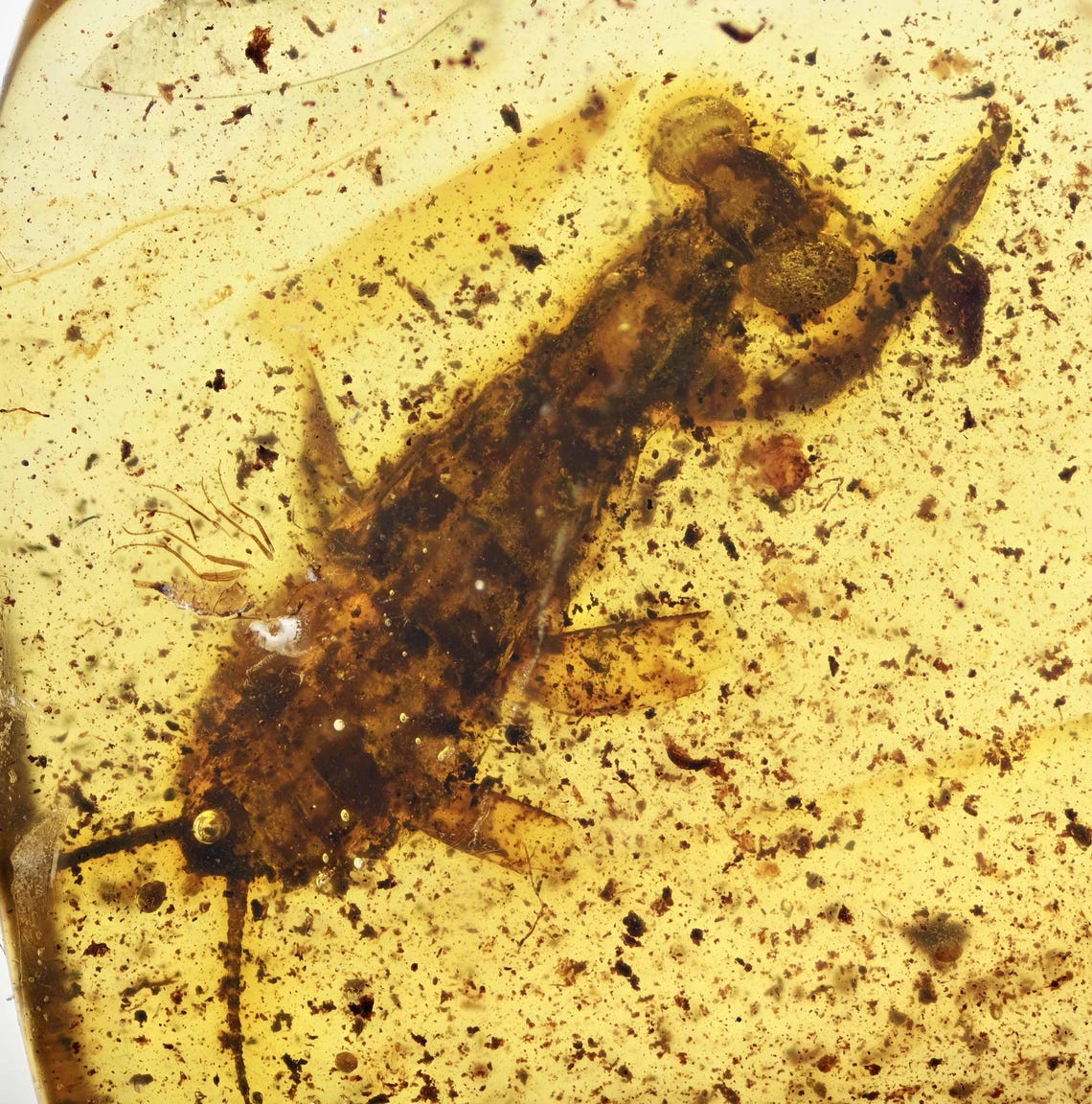 Rare Mantodea (praying Mantis), Fossil Inclusion in Burmese Amber - Etsy