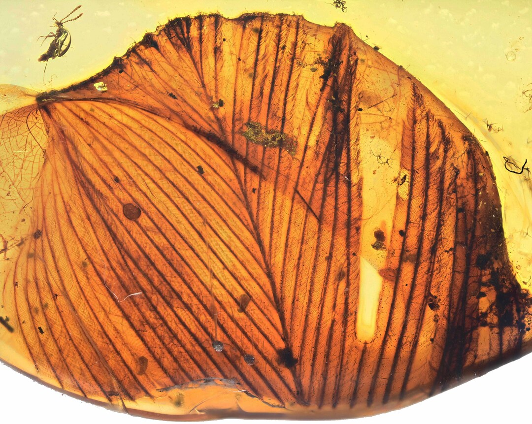 Rare Aves Bird Feather Fossil Inclusion in Burmese Amber - Etsy