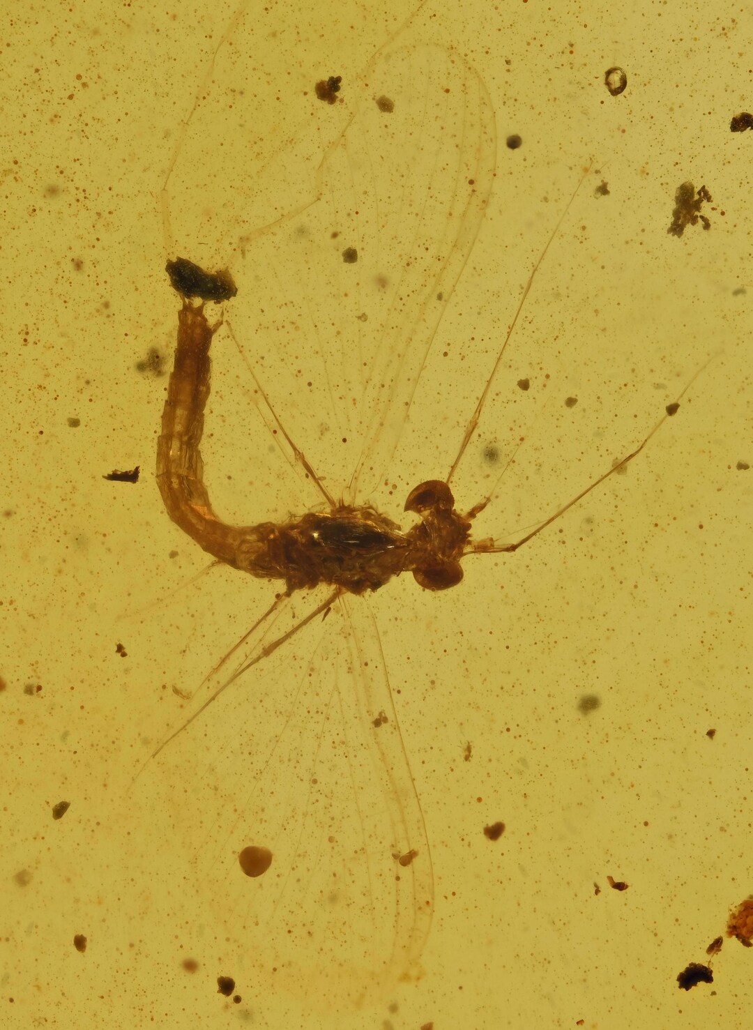 Ephemeroptera (mayfly), Fossil Insect Inclusion in Burmese Amber - Etsy