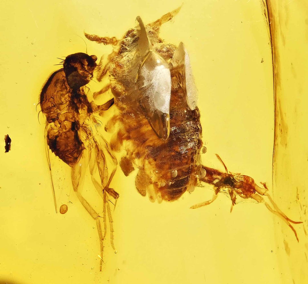Terrestrial Crustacean (isopod), Fossil Inclusion in Burmese Amber - Etsy
