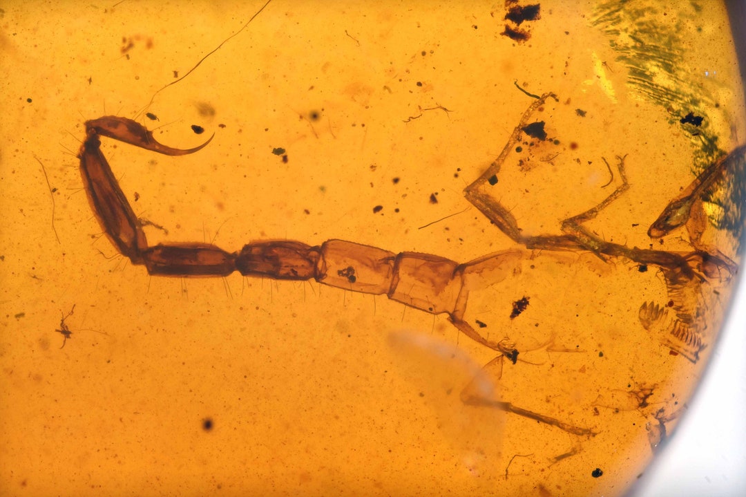 Rare Partial Scorpion, Fossil Inclusion in Dominican Amber - Etsy