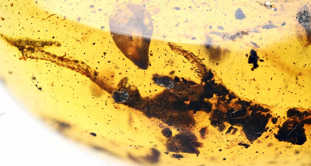 Lizard Foot/claw, Fossil Inclusion in Burmese Amber - Etsy