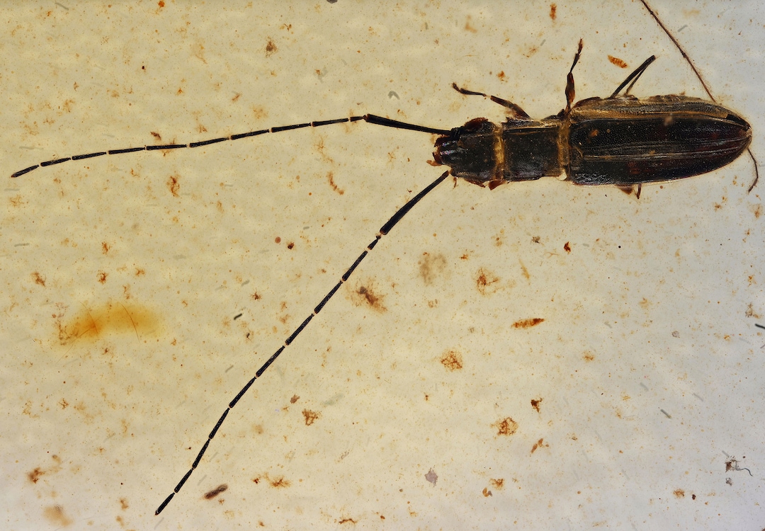 Extremely Rare Silvanidae flat Bark Beetle, Fossil Inclusion in Burmese ...
