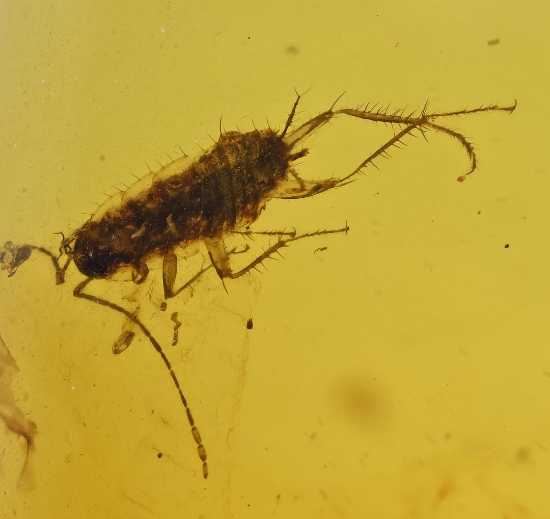 Blattodea (cockroach), Fossil Insect Inclusion in Burmese Amber - Etsy