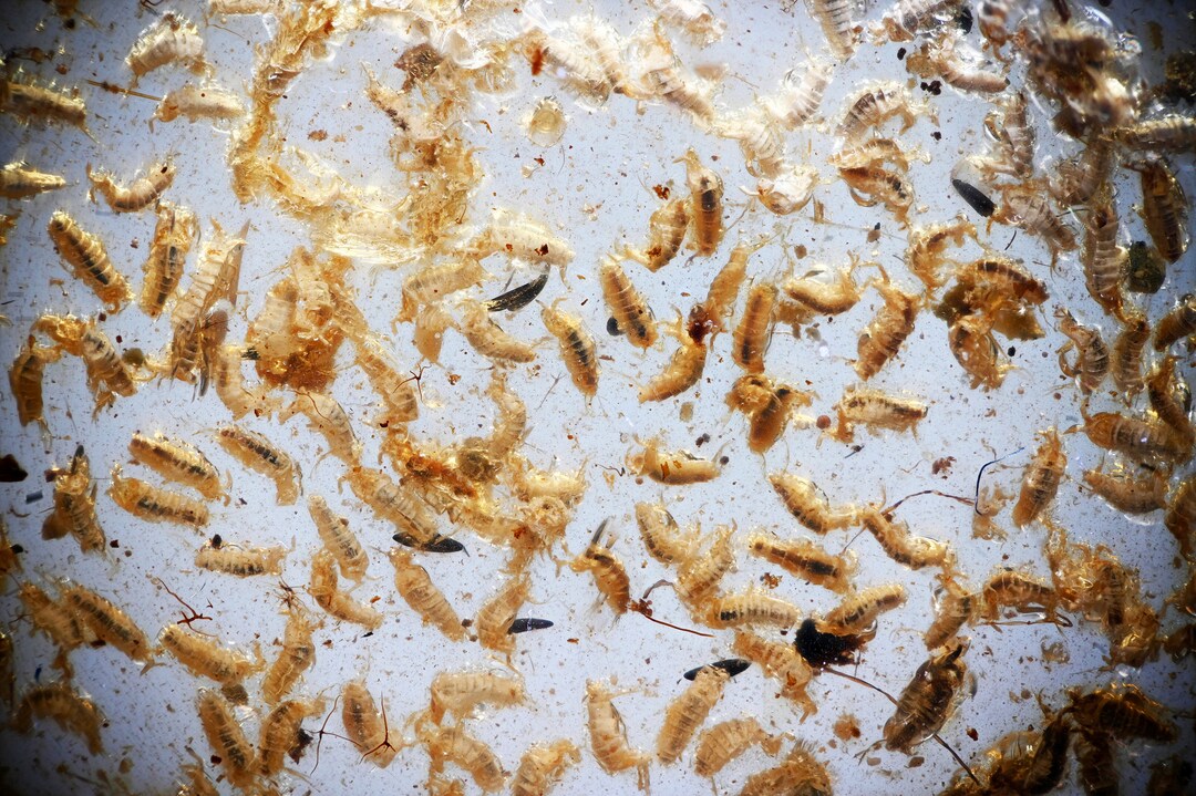 ENORMOUS Swarm of Collembola springtail in Burmese Amber - Etsy