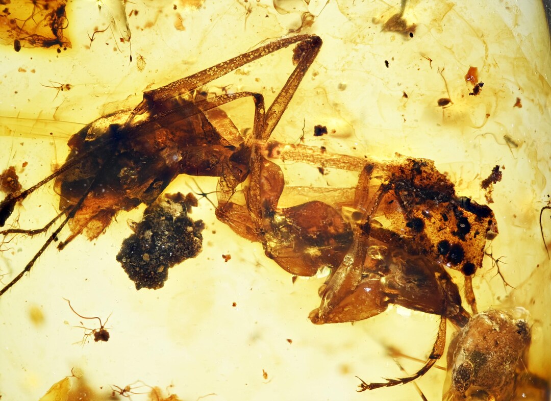 Extinct Sphecomyrma Ant, in Burmese Amber - Etsy