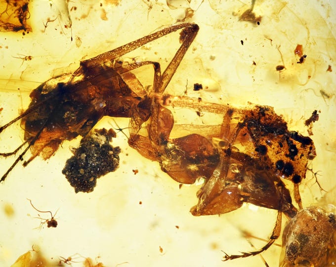 Extinct Sphecomyrma Ant, in Burmese Amber - Etsy