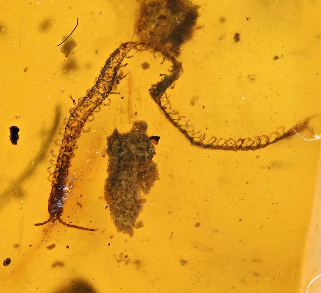 Complete Myriapoda centipede Fossil Inclusion in Burmese - Etsy