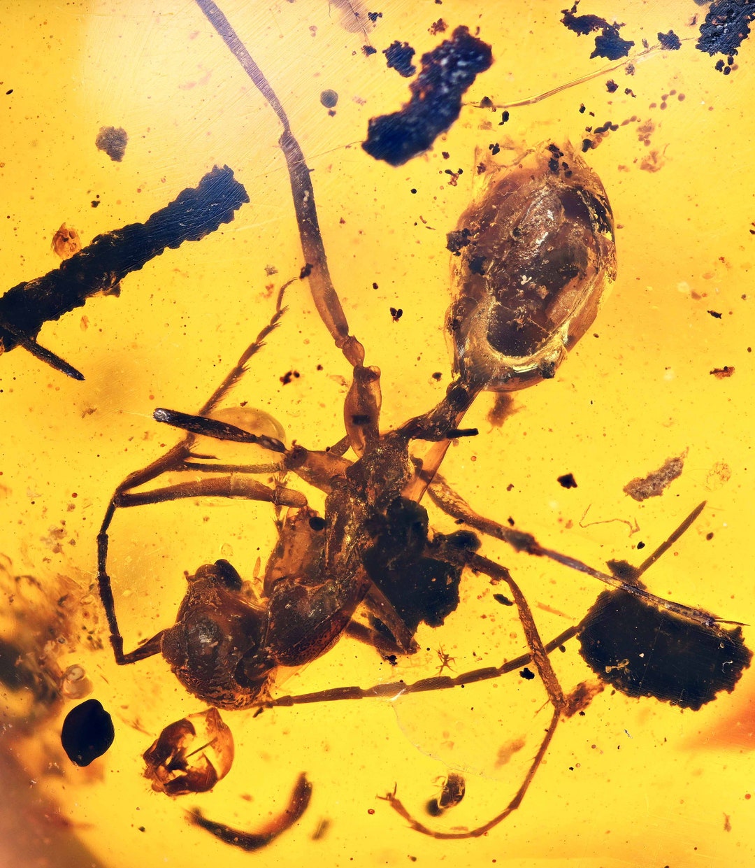 Large Extinct Sphecomyrma Ant Fossil Inclusion in Burmese - Etsy