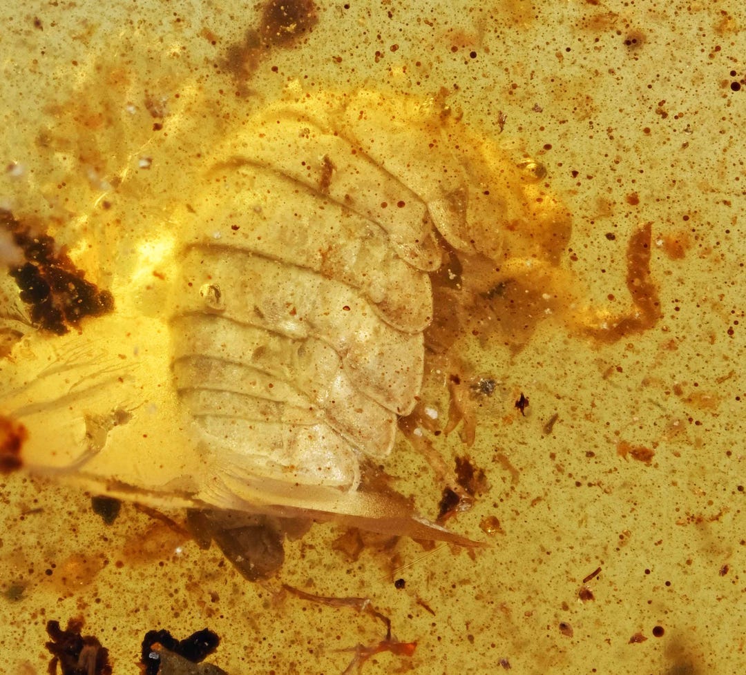 Terrestrial Crustacean (isopod), Fossil Inclusion in Burmese Amber - Etsy