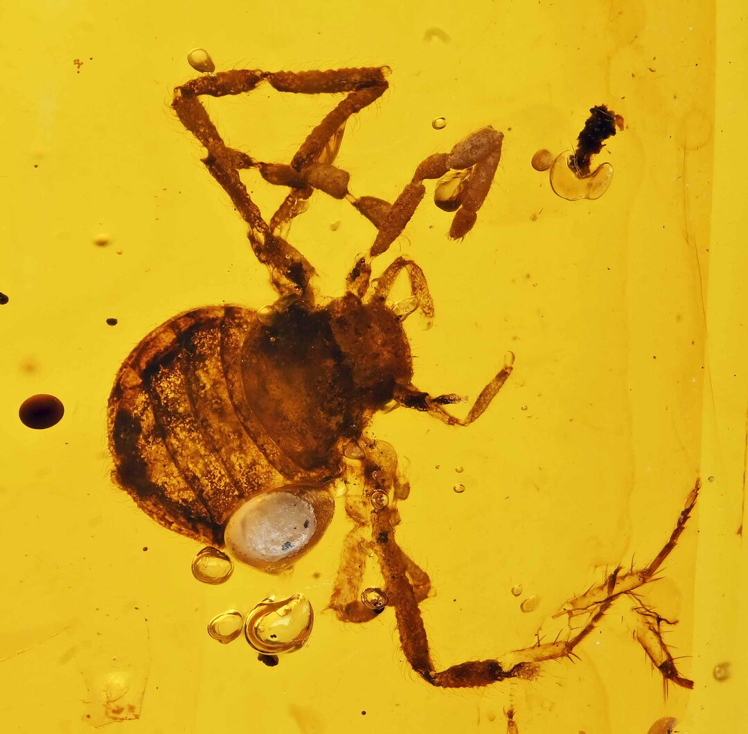 Rare Ricinulei (hooded Tick-spiders), Fossil Inclusion in Burmese Amber ...