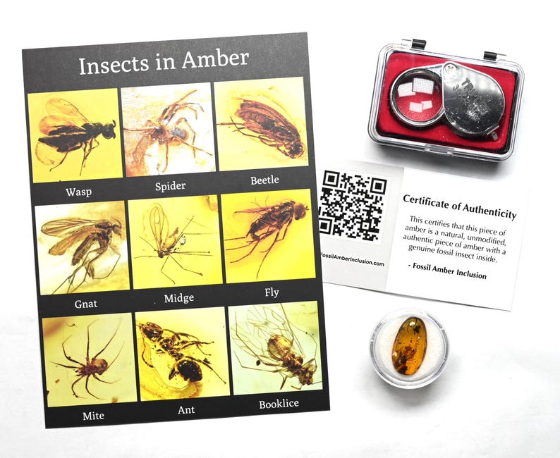 GENUINE Fossil Insect Inclusion in Burmese Amber Kit - Includes ...