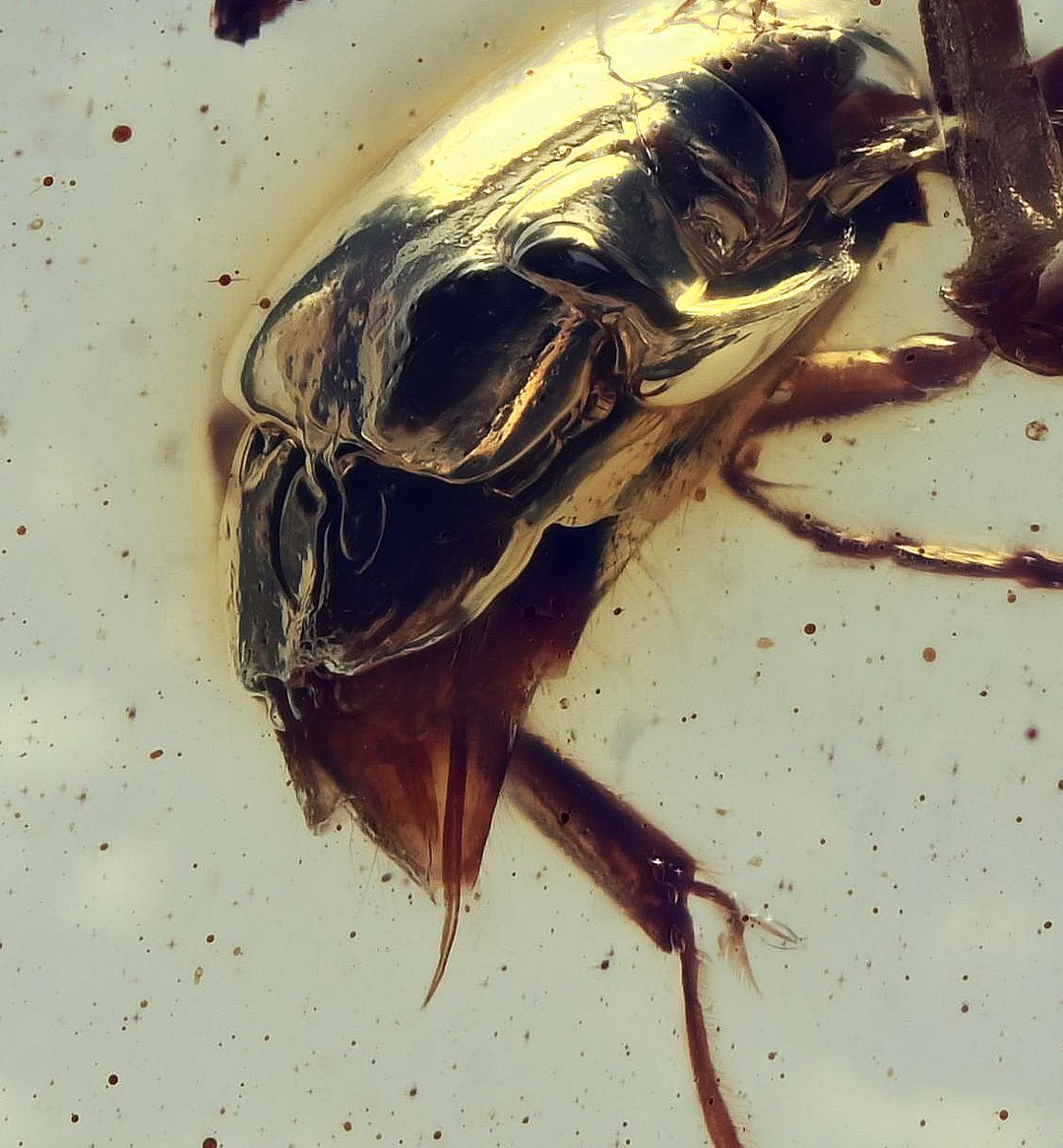 Detailed Extinct Large Ant With Stinger Fossil Inclusion in - Etsy