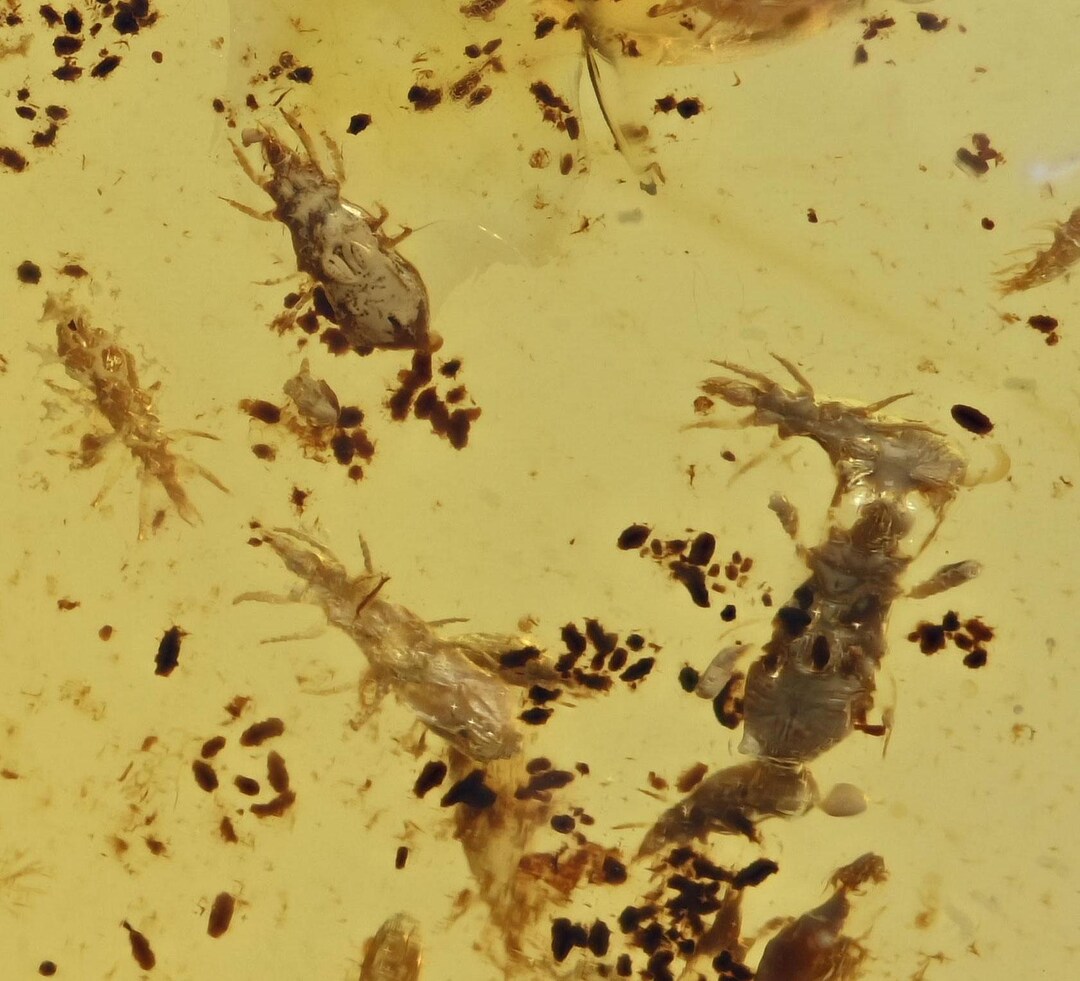 Huge Swarm of Acari (mites), Fossil Insect Inclusion in Burmese Amber ...