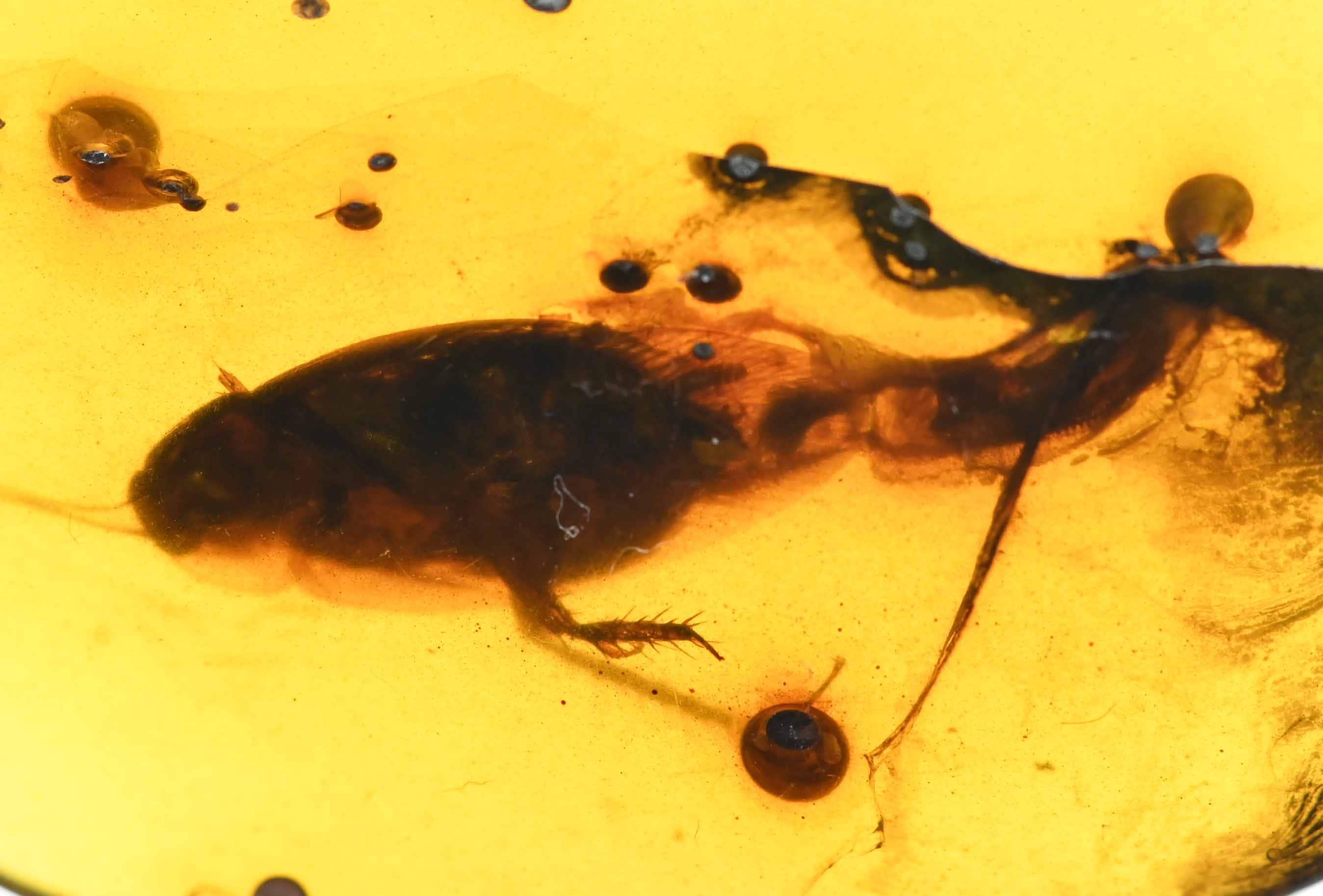 SUPER RARE Cockroach Laying Egg Sac Fossil Inclusion in - Etsy