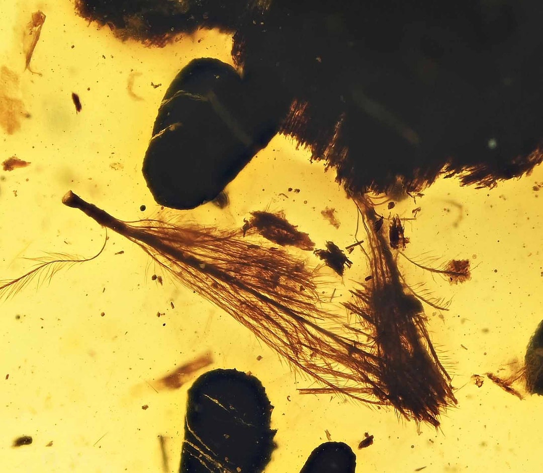 Rare Aves Bird Feather, Fossil Inclusion in Burmese Amber - Etsy