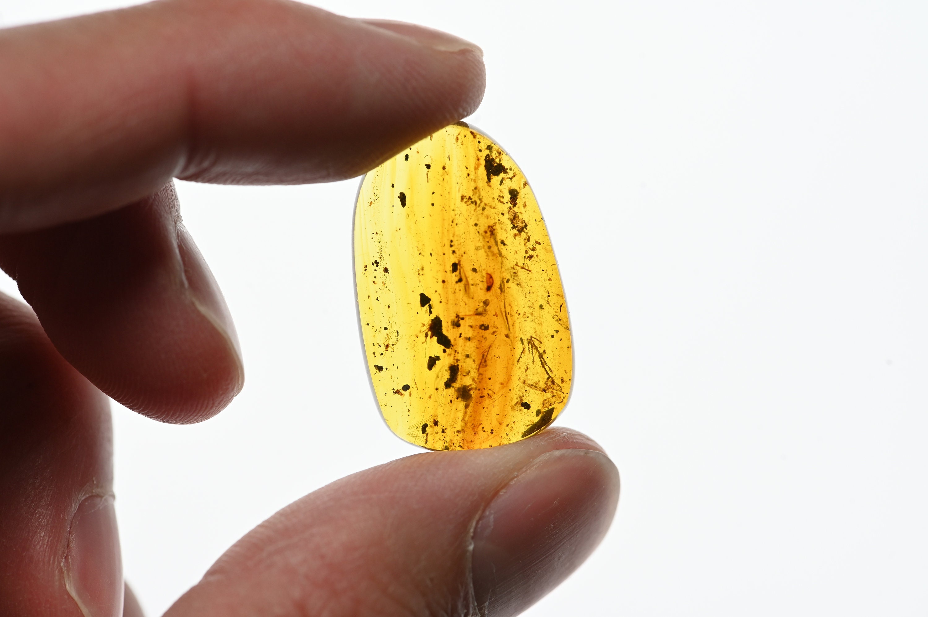 Rare Lizard Foot With Claws Fossil Inclusion in Burmese Amber - Etsy