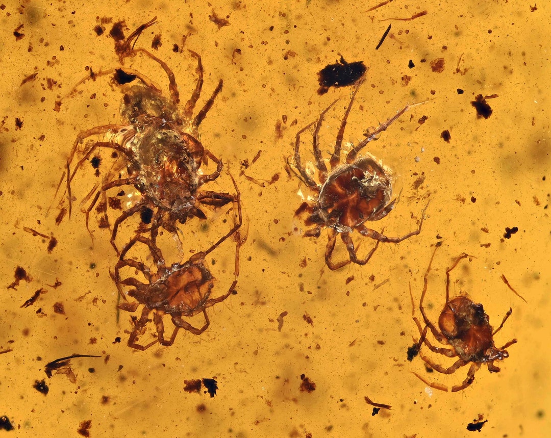 Swarm of Acari ticks, Fossil Inclusion in Burmese Amber - Etsy