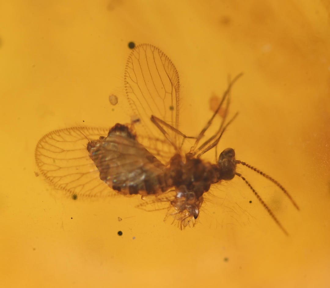 Detailed Neuroptera (lacewing), Fossil Insect Inclusion in Burmese ...