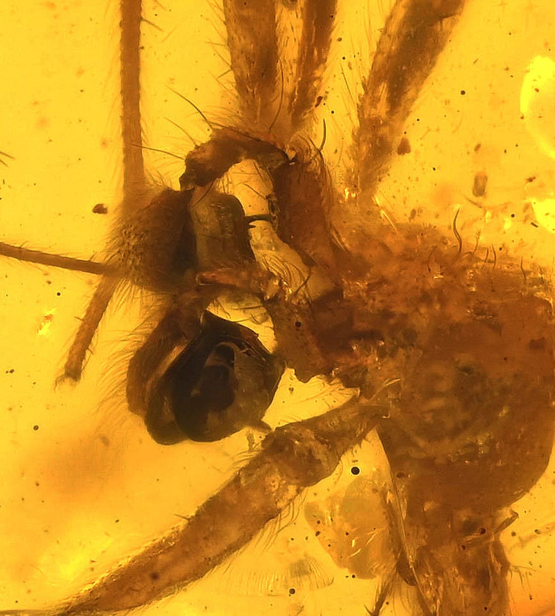 Detailed Araneae spider With Eye Stalks Fossil Inclusion in - Etsy