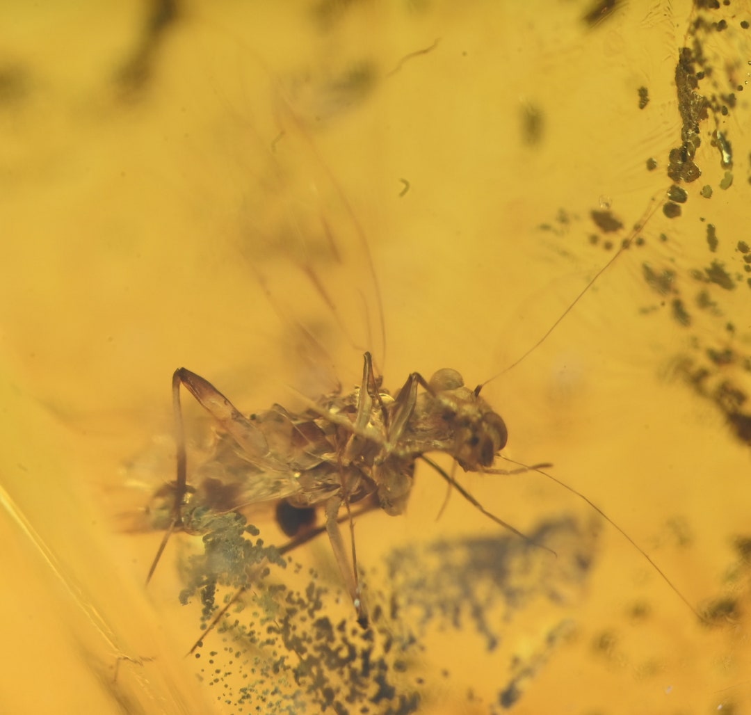 Psocoptera booklice, Fossil Insect Inclusion in Burmese Amber - Etsy